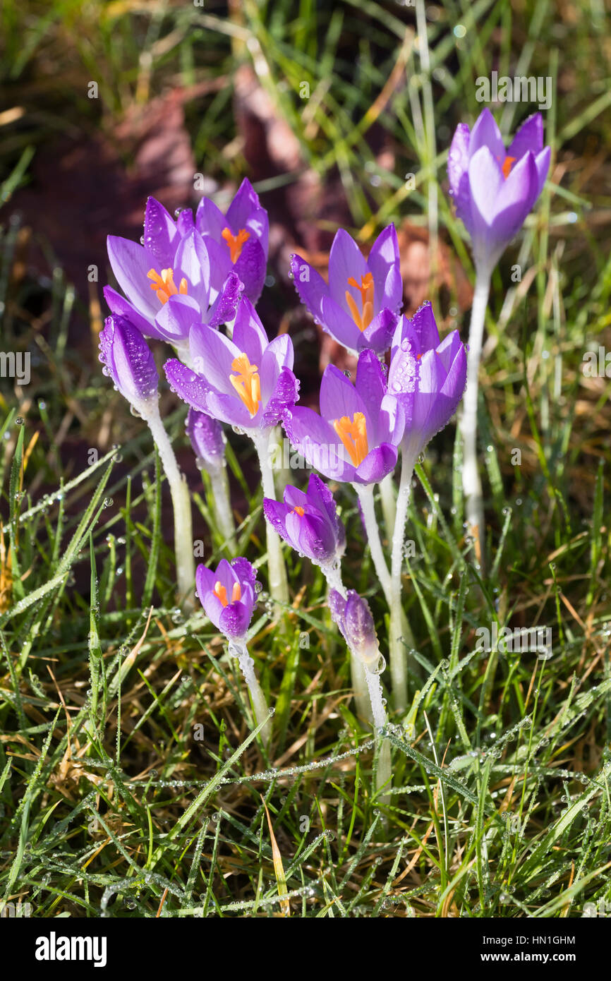 Naturalised plant hi-res stock photography and images - Alamy