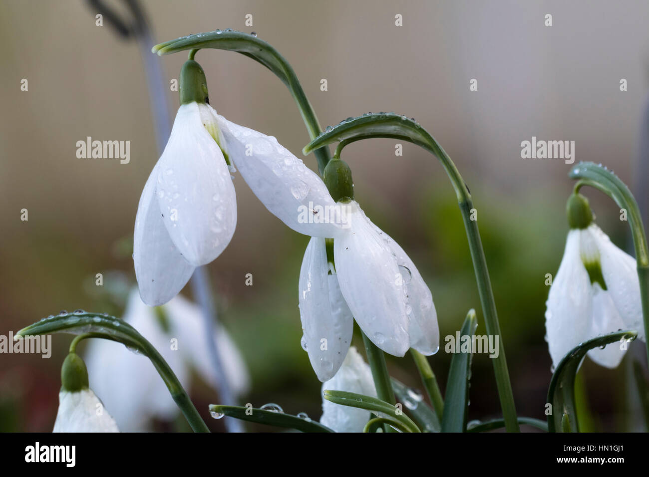 Rain dappled flowers of the hardy snowdrop, Galanthus 'Imbolc' Stock ...