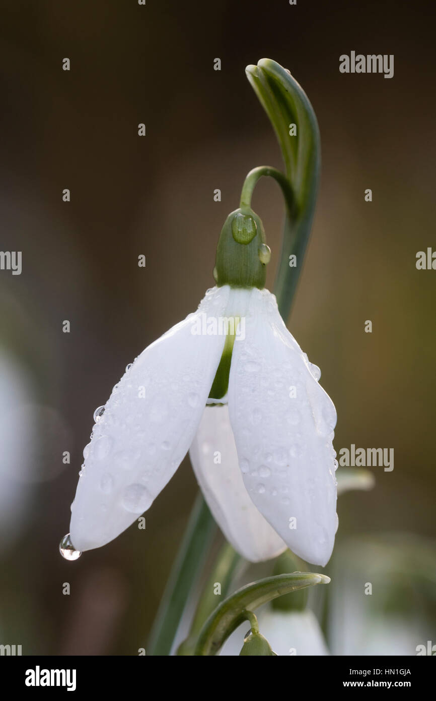 Single flower of the hardy snowdrop, Galanthus 'Imbolc' Stock Photo - Alamy