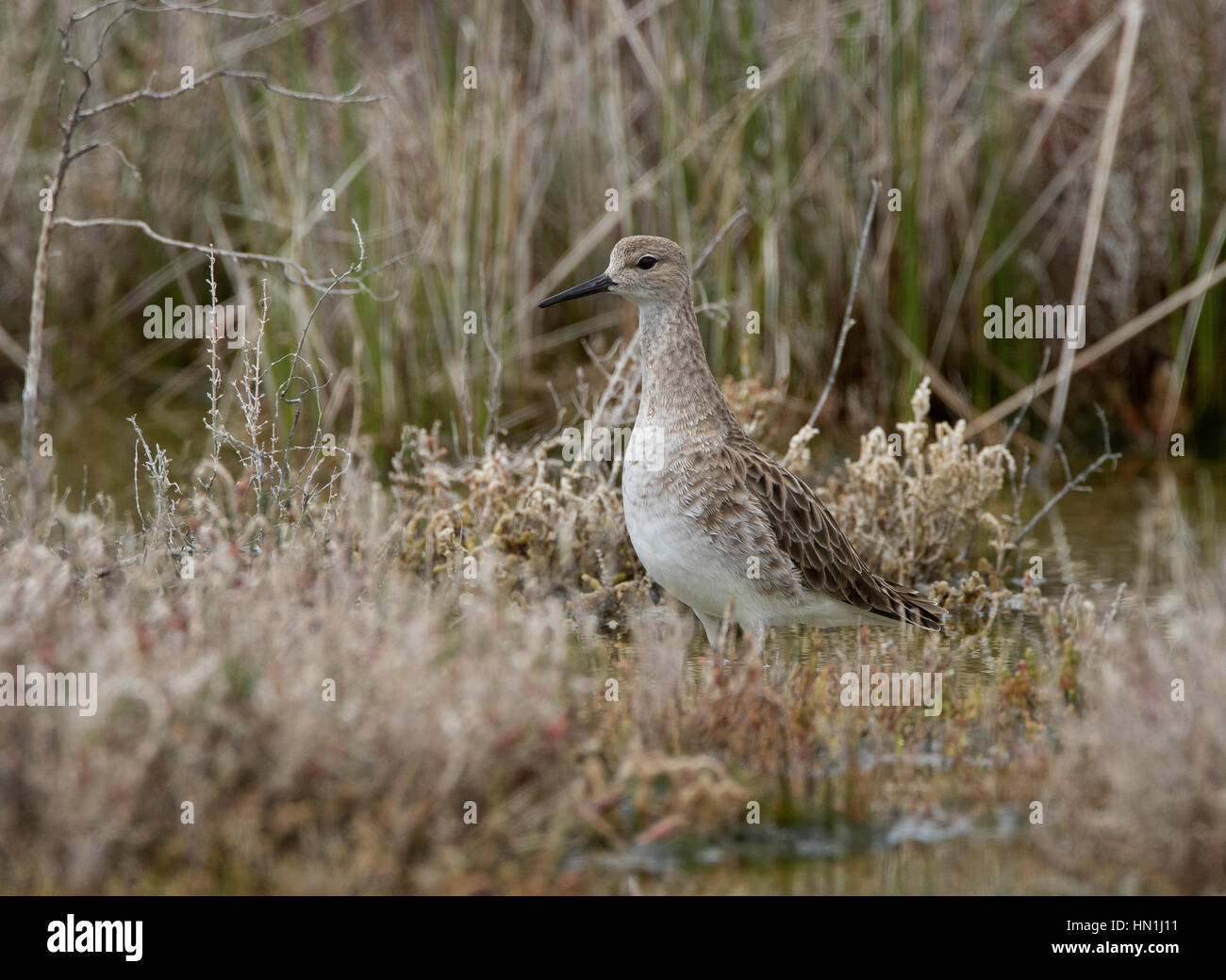 Ruff Philomachus pugnax juvenile male Stock Photo - Alamy