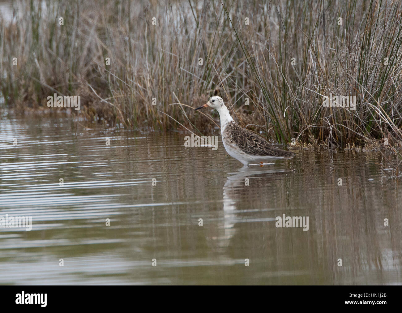Ruff Philomachus pugnax juvenile male Stock Photo - Alamy