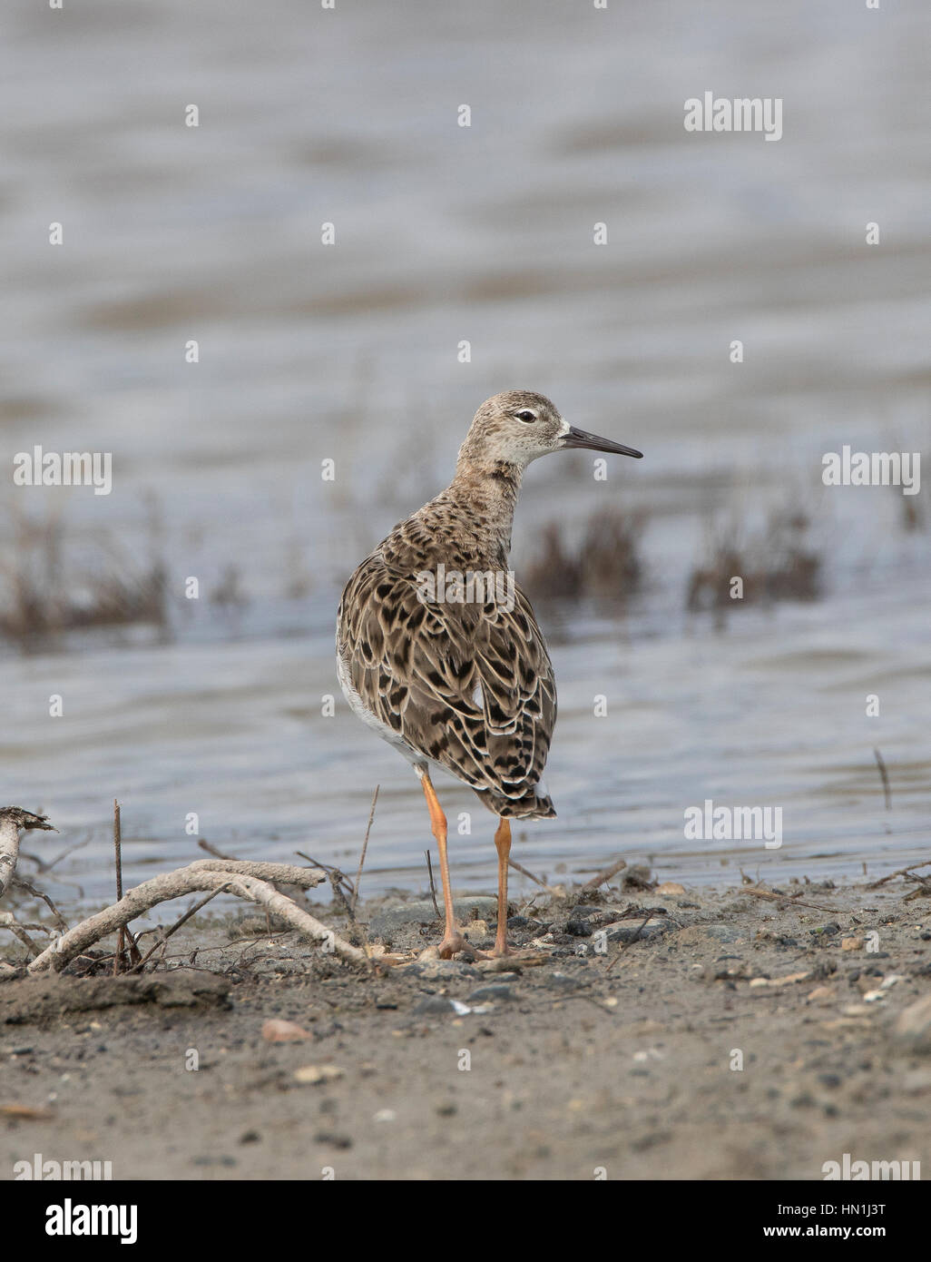 Ruff Philomachus pugnax juvenile male Stock Photo - Alamy