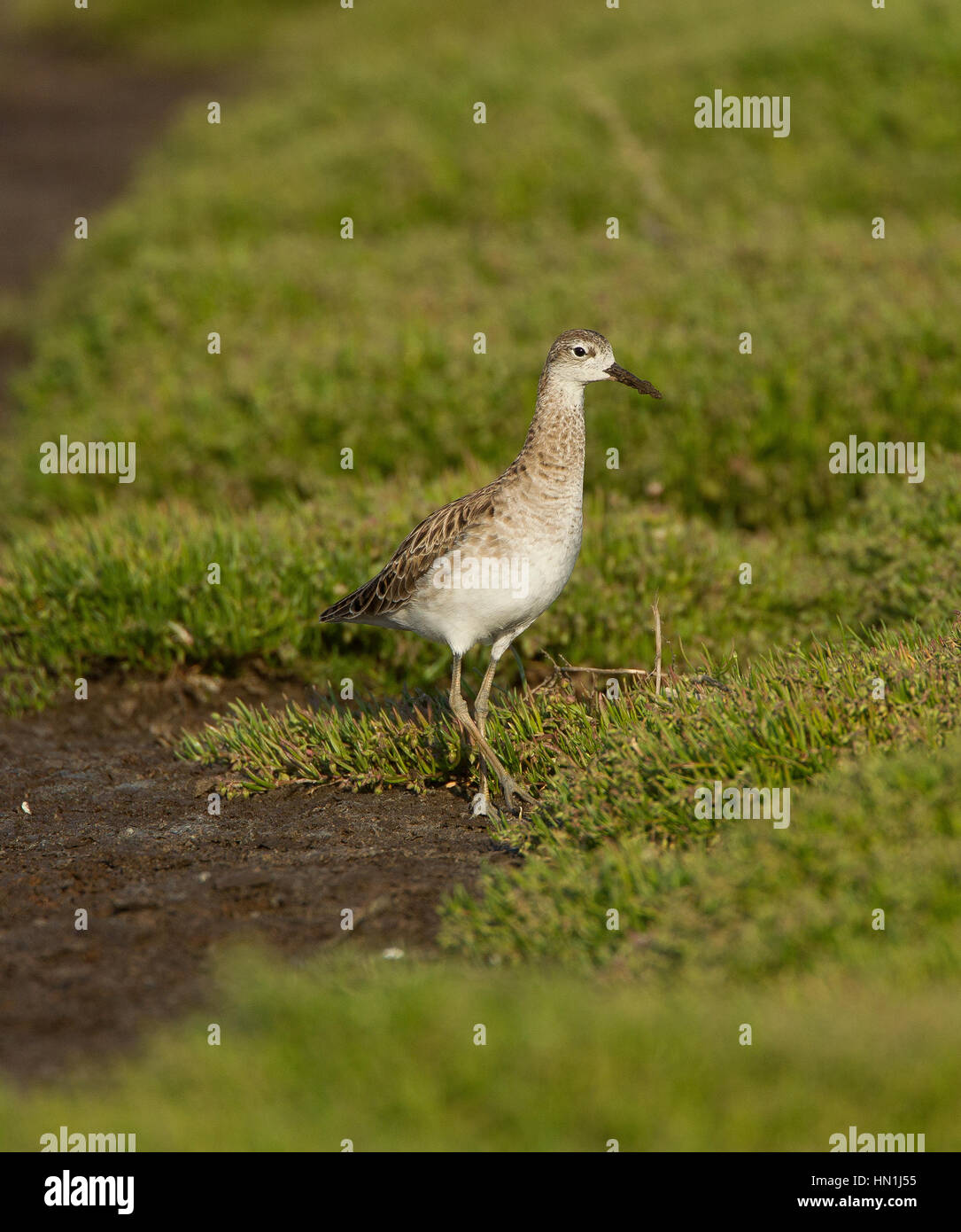 Ruff Philomachus pugnax juvenile male Stock Photo - Alamy