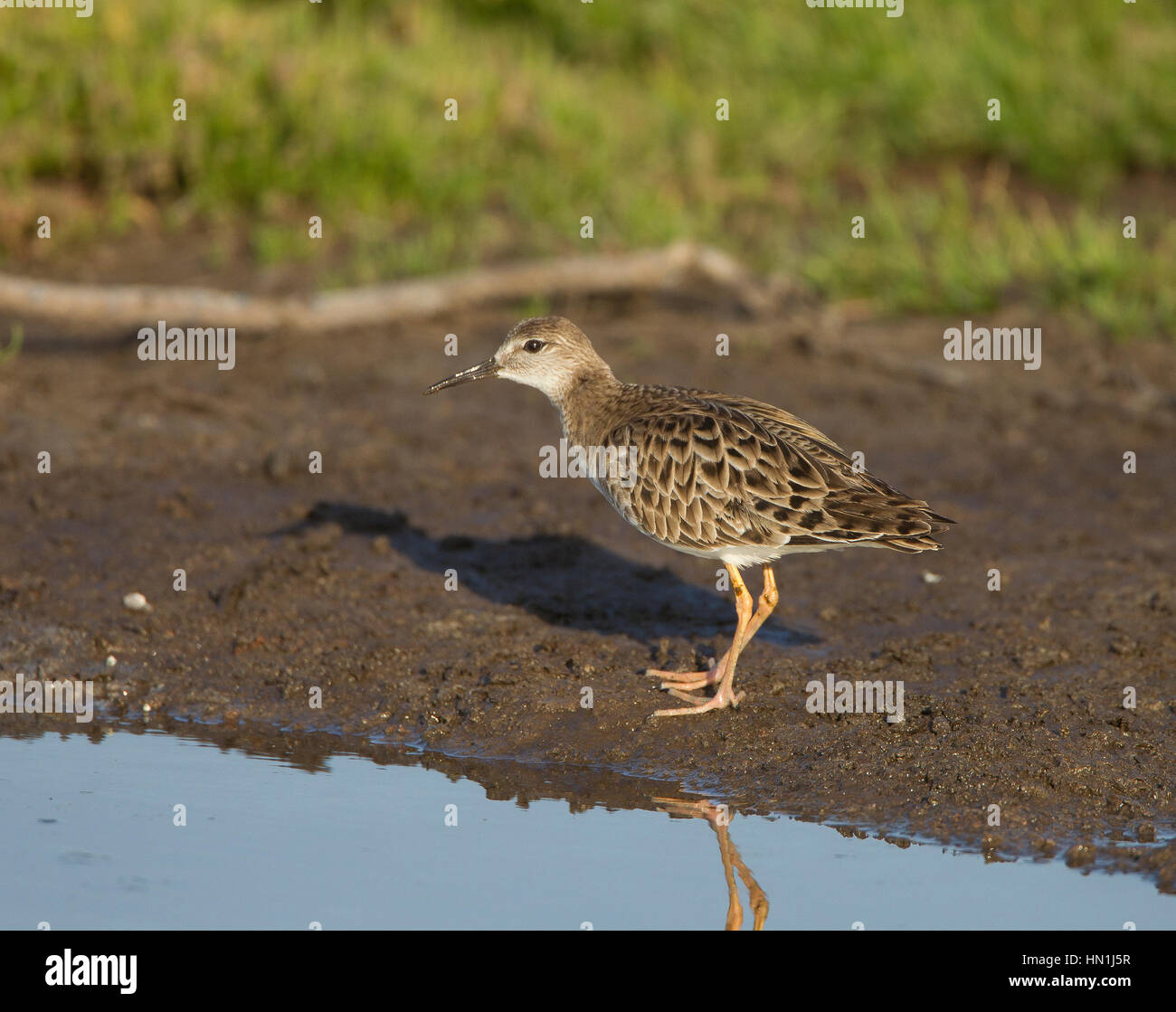 Ruff Philomachus pugnax juvenile male Stock Photo - Alamy