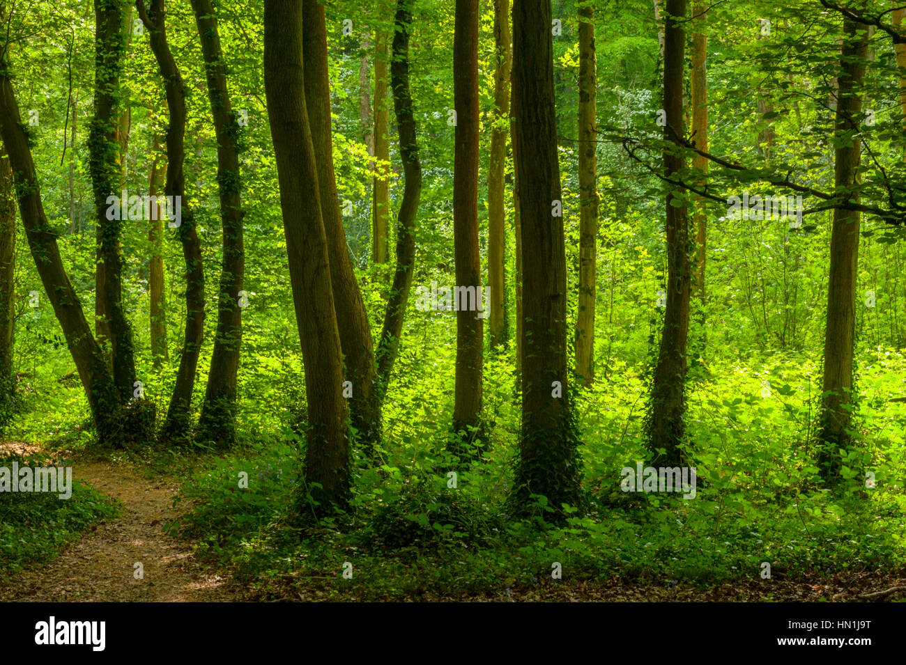 Woodland garden trees in britain hi-res stock photography and images ...