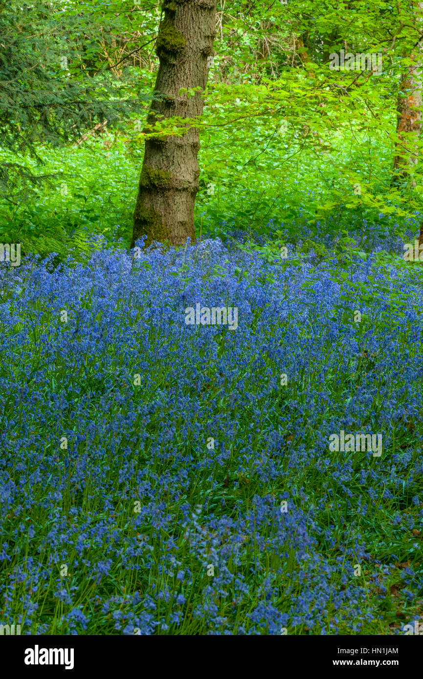 English bluebell wood Stock Photo - Alamy