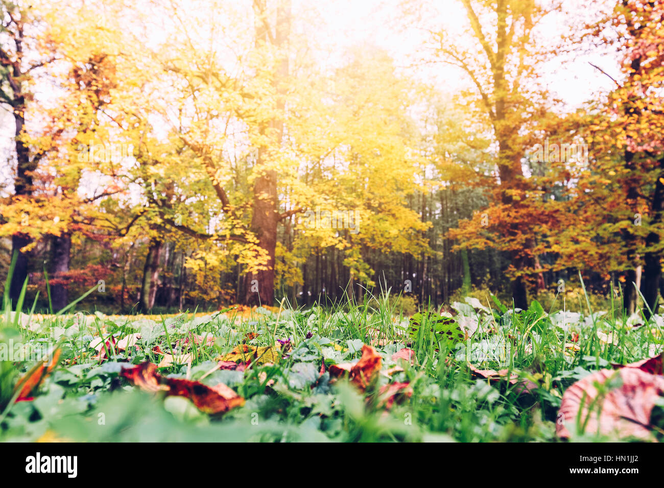 Park autumn with sun rays in late autumn forest Stock Photo - Alamy