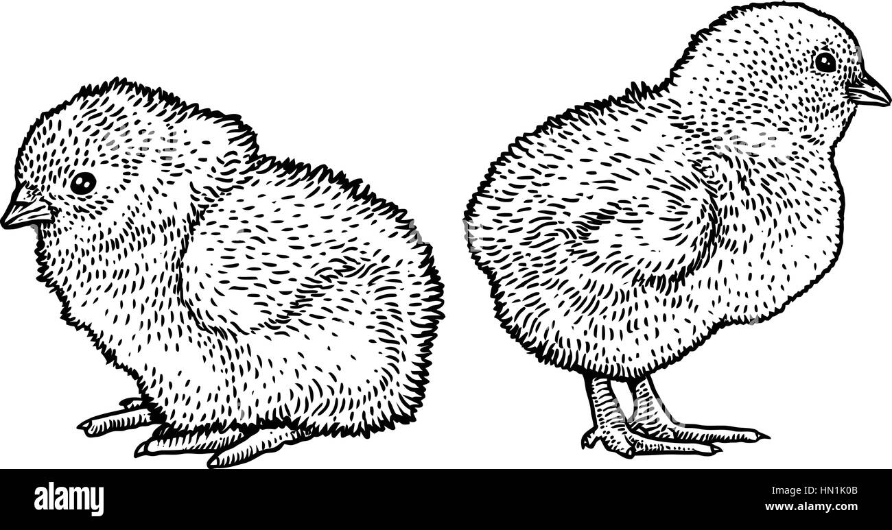 Bird line drawing hi-res stock photography and images - Alamy