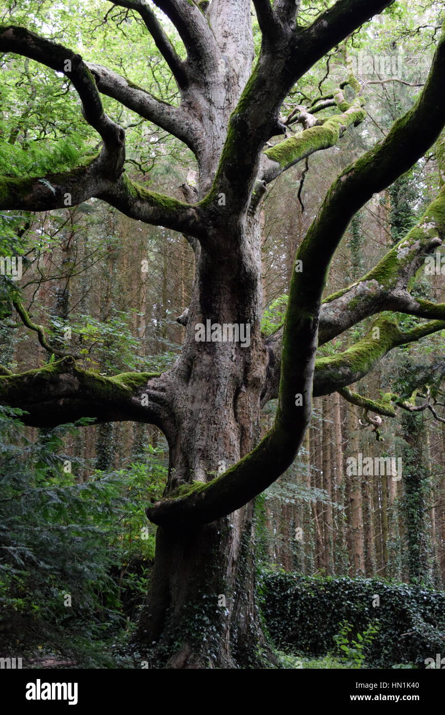 Sycamore Tree Branches High Resolution Stock Photography and Images - Alamy