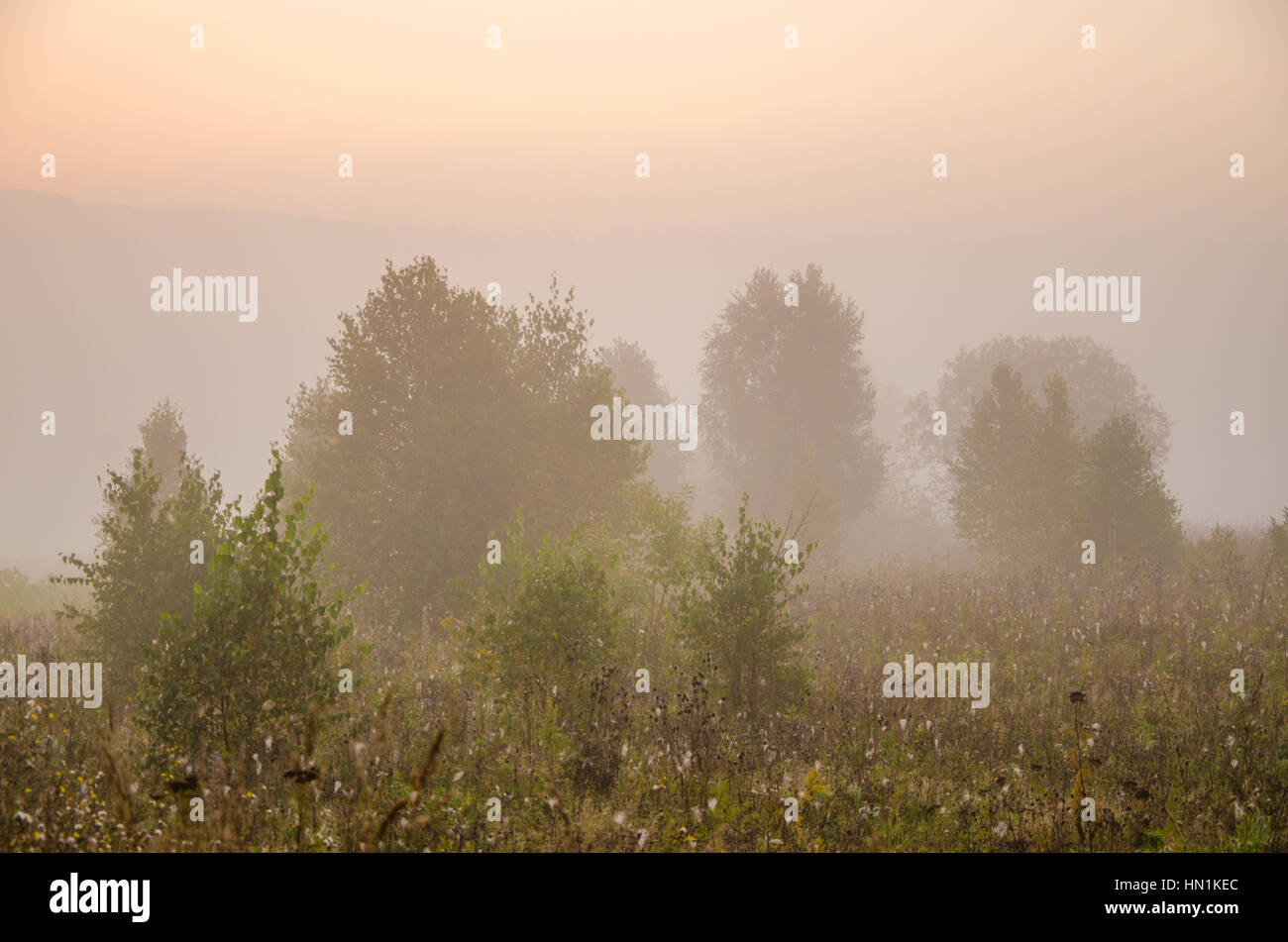 thick morning fog in the summer forest. thick morning fog in the forest ...