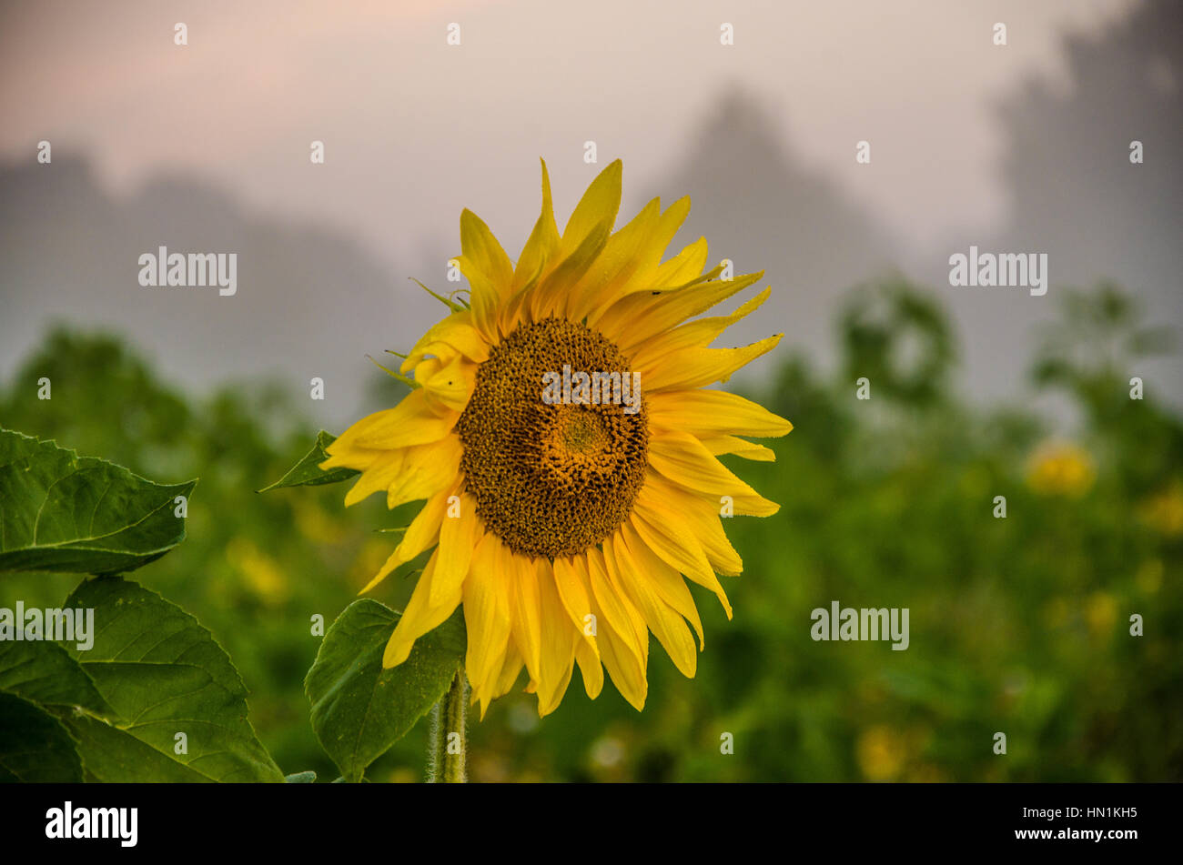 nice and warm in summer field with blooming sunflower blossoms. Dawn in ...