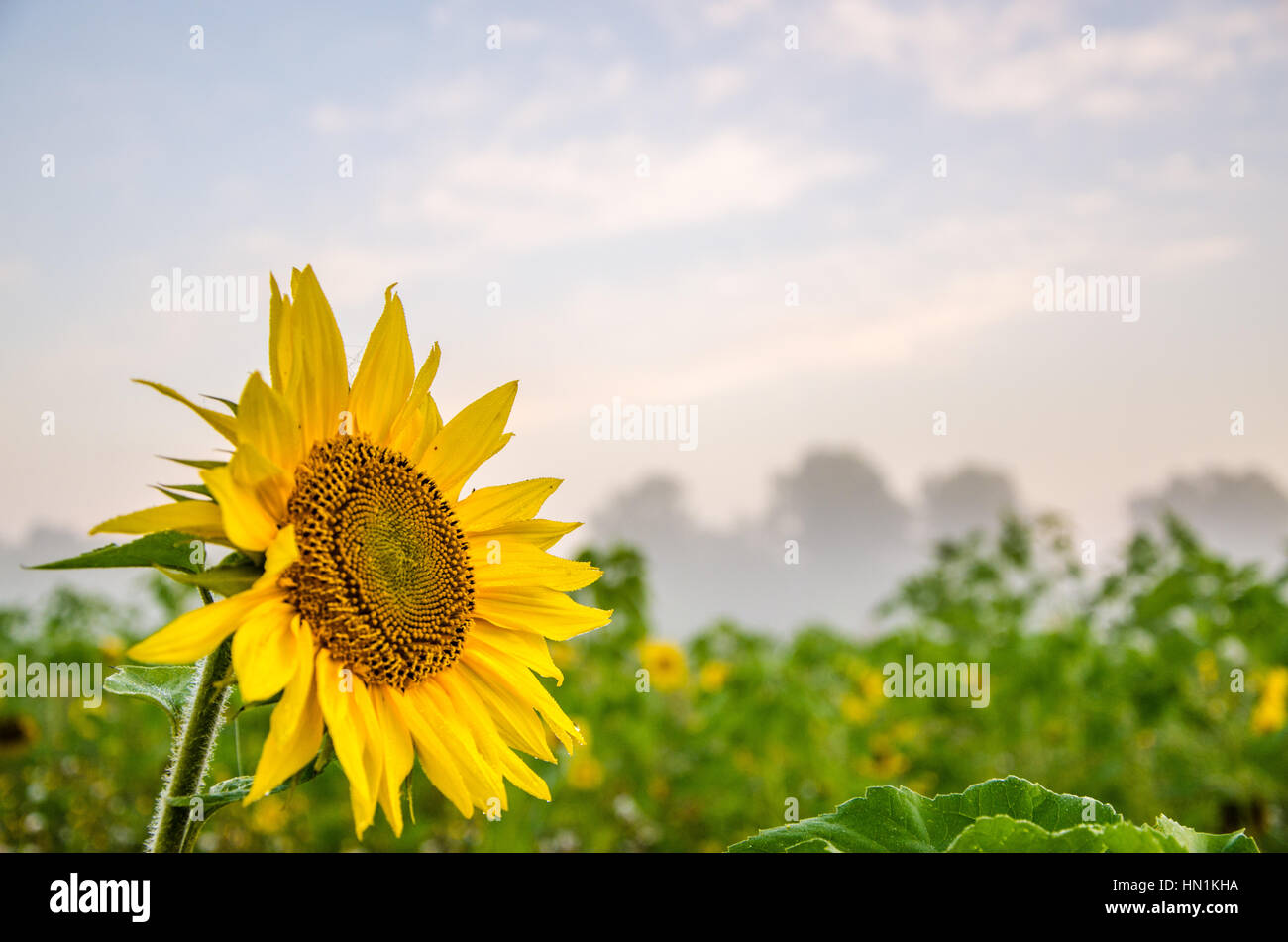 nice and warm in summer field with blooming sunflower blossoms. Dawn in ...
