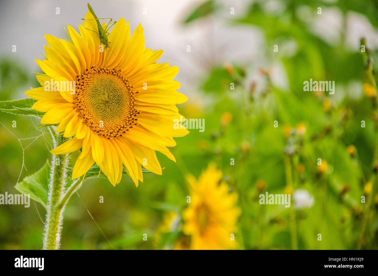 nice and warm in summer field with blooming sunflower blossoms. Dawn in ...