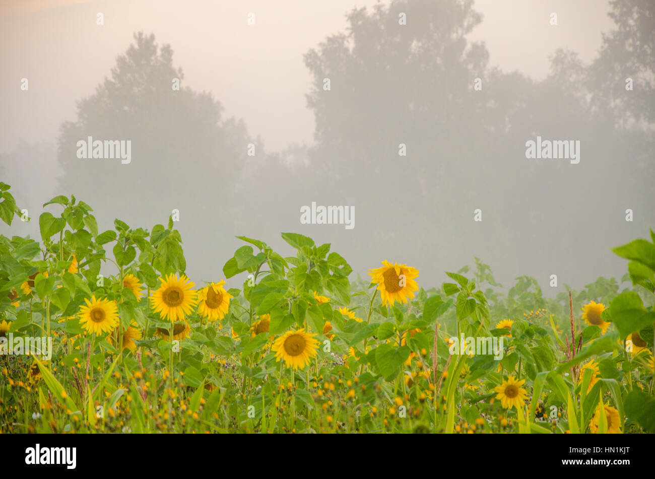 nice and warm in summer field with blooming sunflower blossoms. Dawn in ...