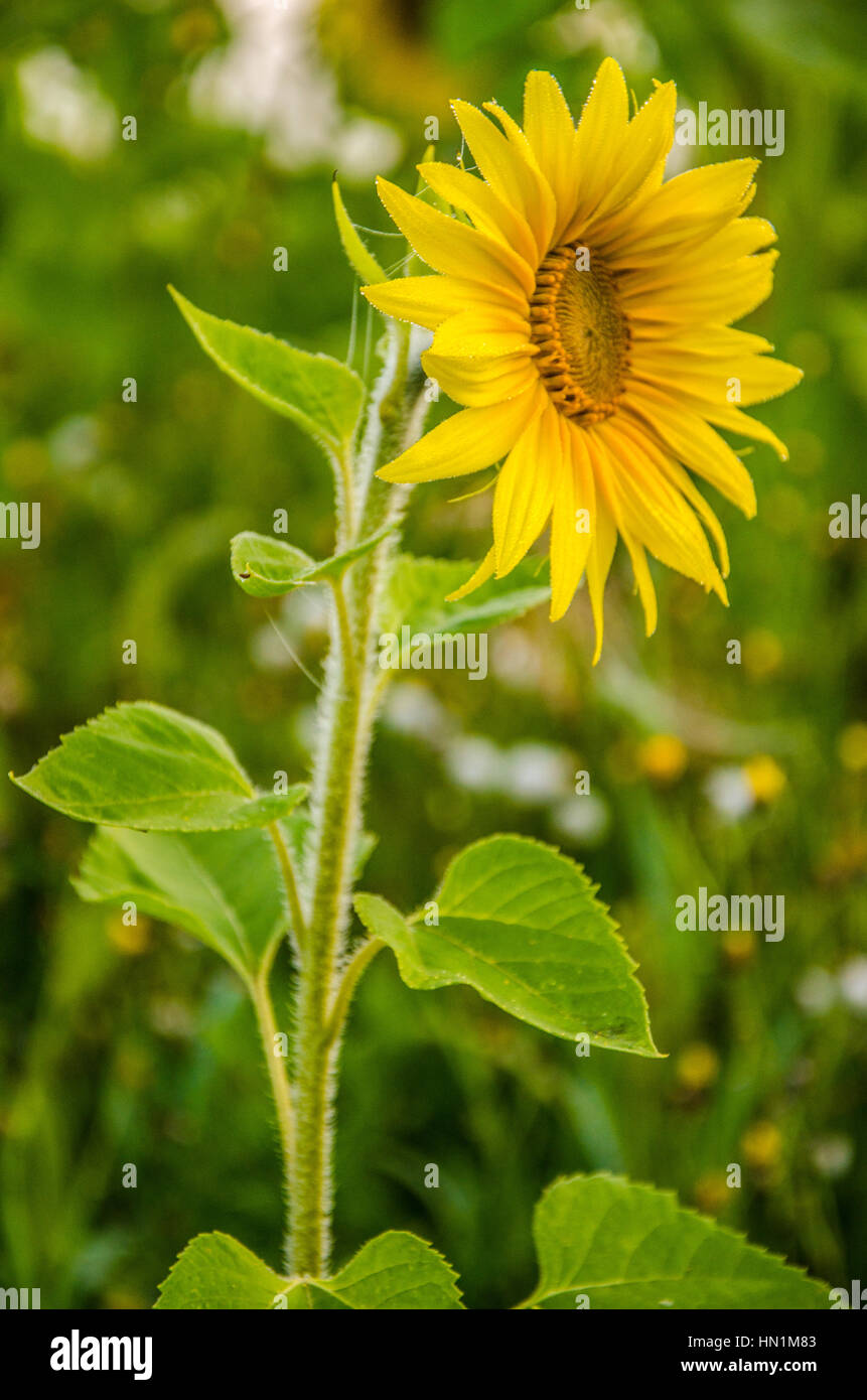 nice and warm in summer field with blooming sunflower blossoms. Dawn in ...