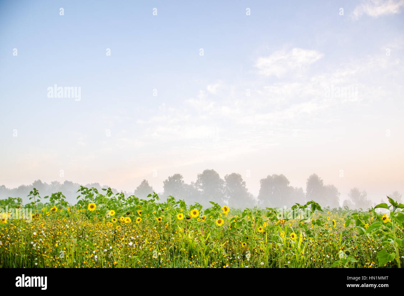 nice and warm in summer field with blooming sunflower blossoms. Dawn in ...