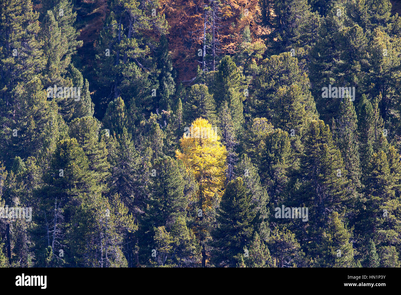 Glade yellow autumn trees hi-res stock photography and images - Alamy