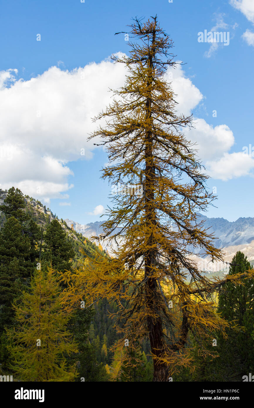 One yellow spruce in the mountains with blue sky and green forest Stock ...