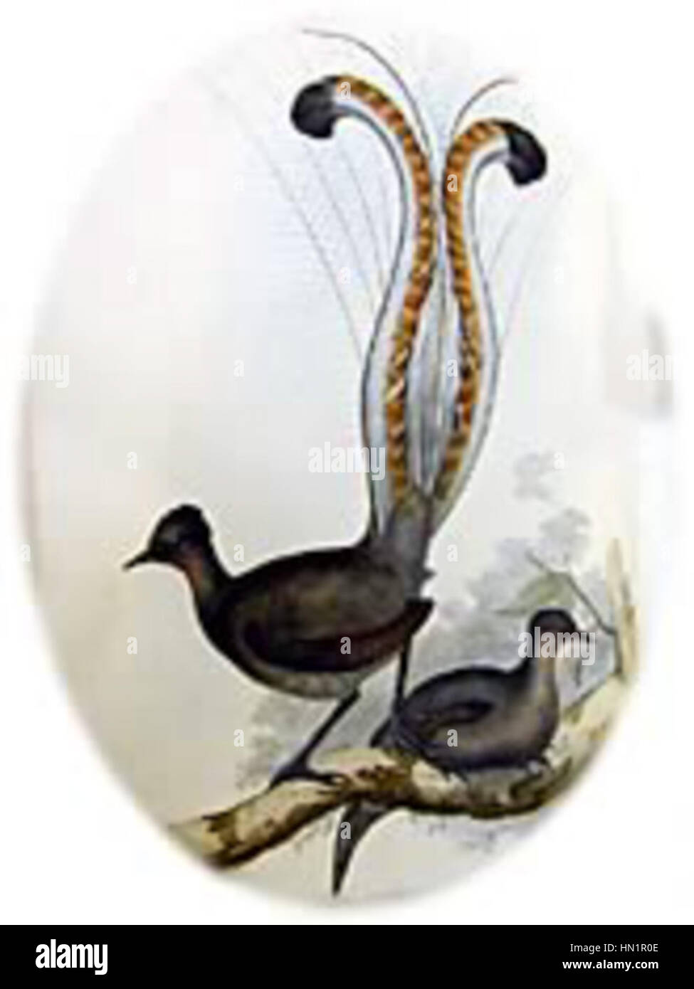 The lyre bird is known for its extraordinary ability to mimic sounds ...