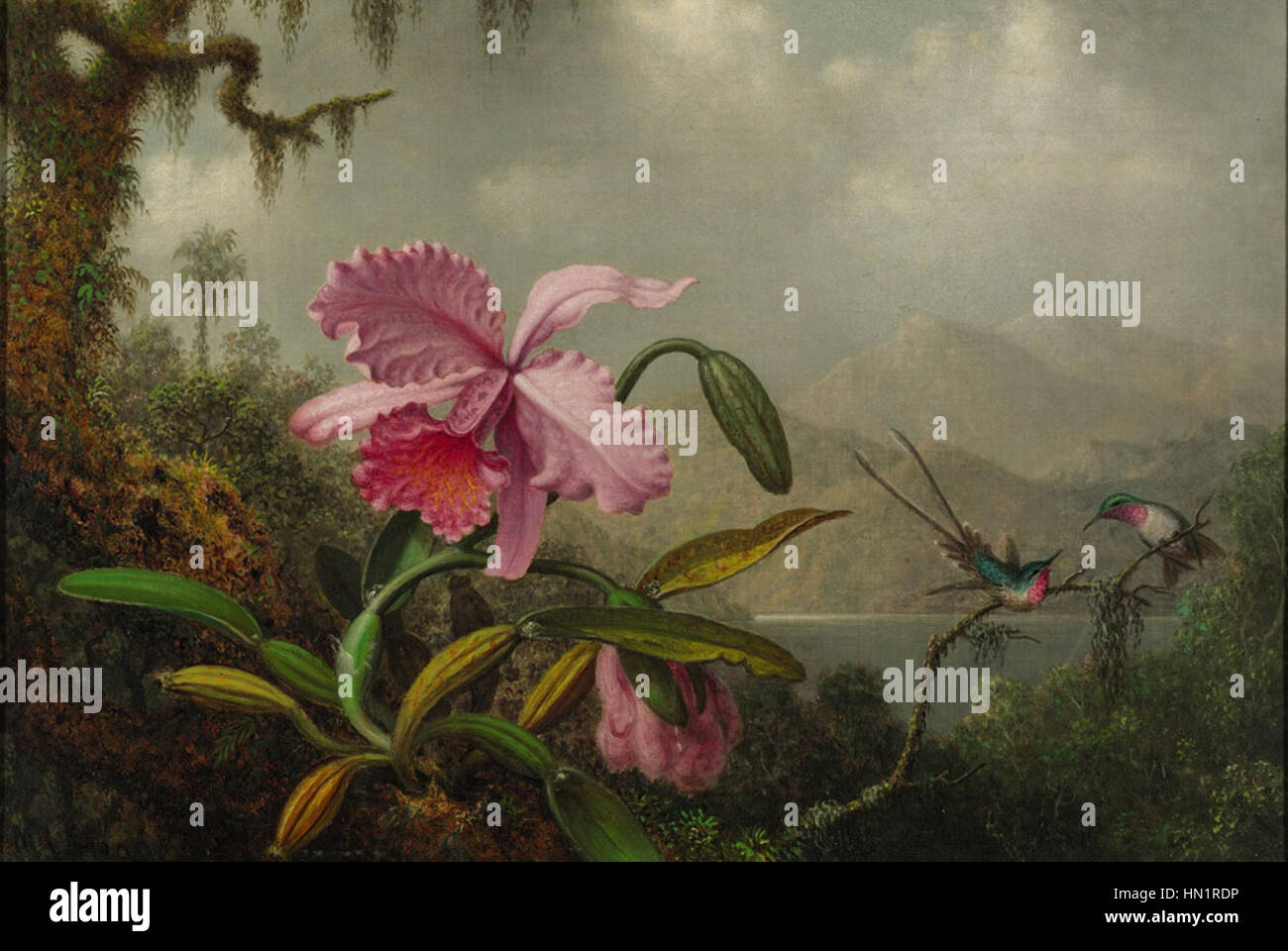 'Orchids and Hummingbirds' by Martin Johnson Heade, painted between ...