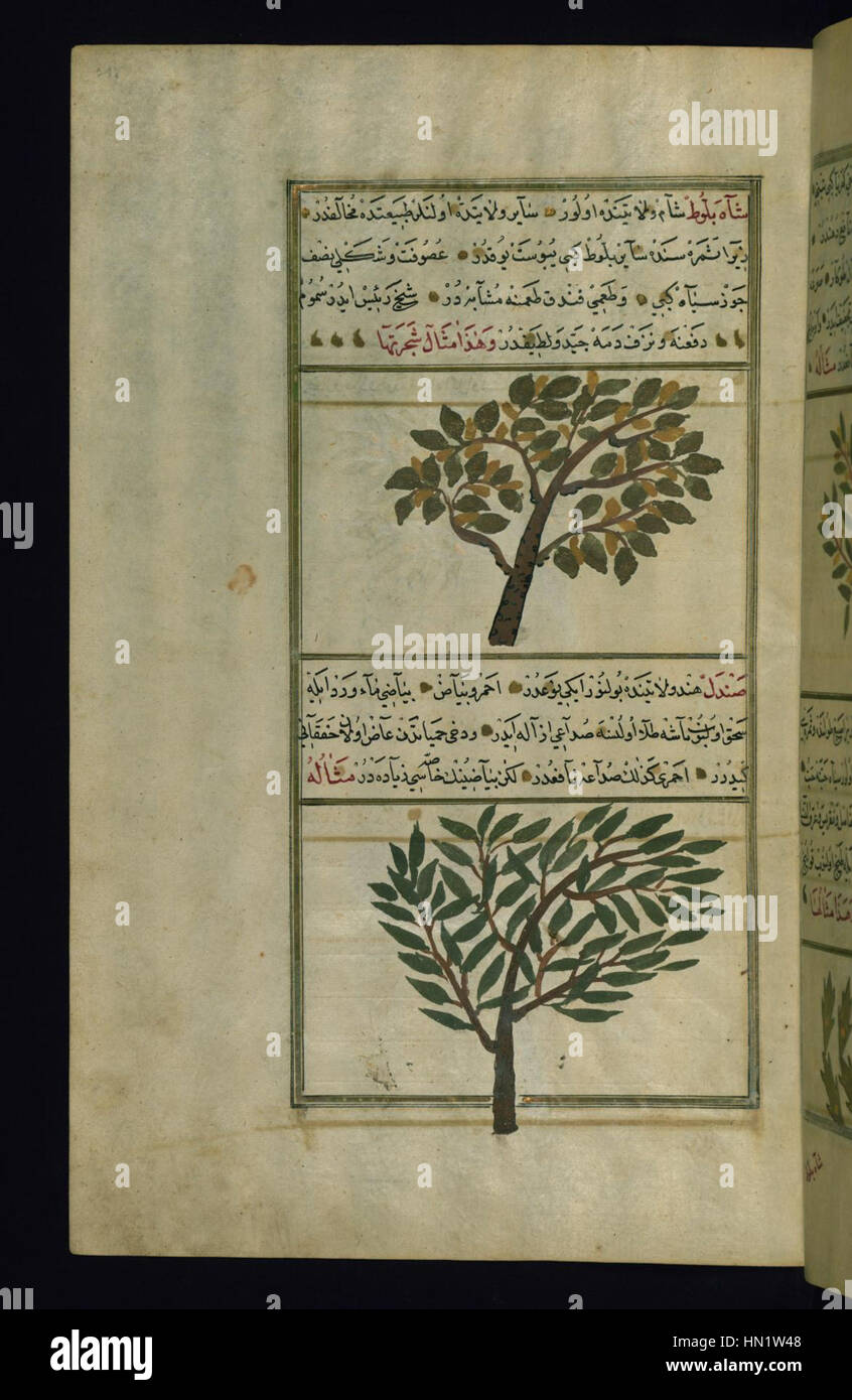 Muhammad ibn Muhammad Shakir Ruzmah-'i Nathani - A Chestnut Tree and a ...