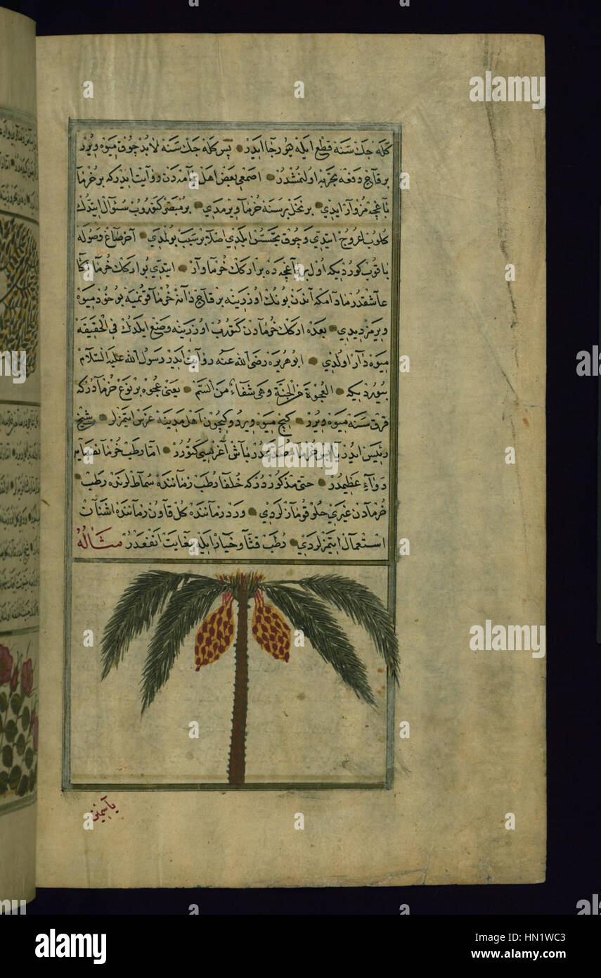 Muhammad ibn Muhammad Shakir Ruzmah-'i Nathani - A Palm Tree - Walters ...