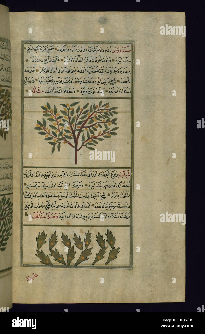 Muhammad ibn Muhammad Shakir Ruzmah-'i Nathani - A Red Juniper Tree and ...