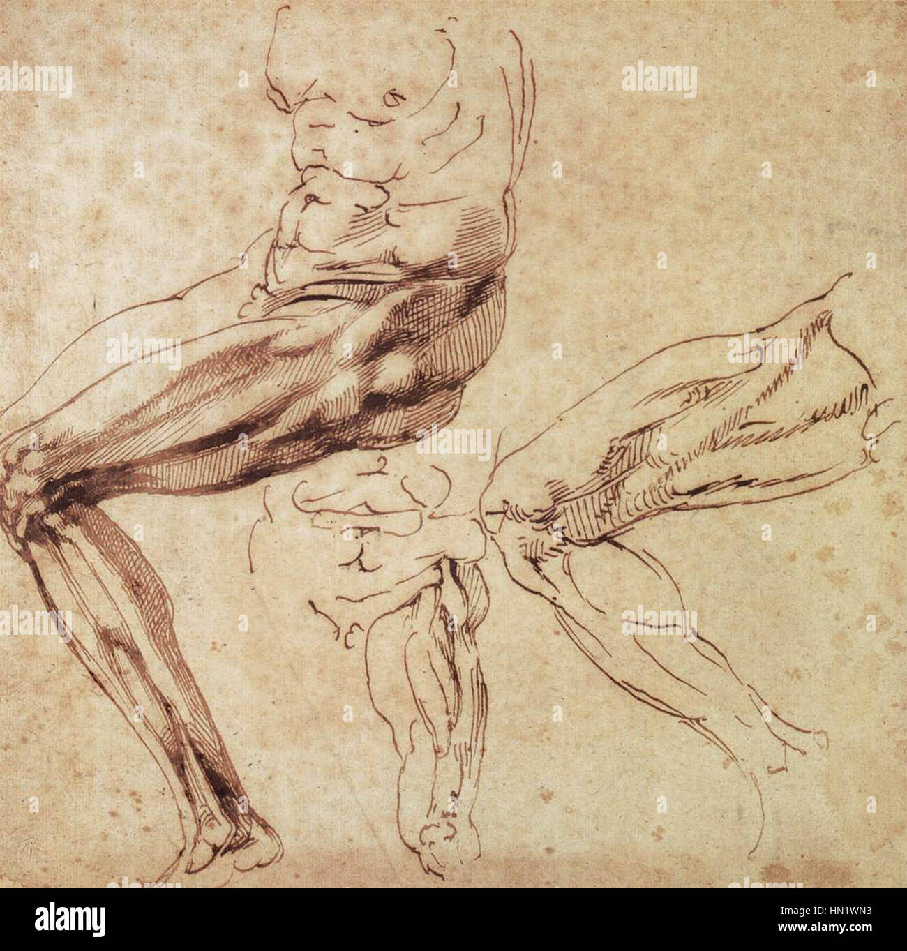 Studies michelangelo hi-res stock photography and images - Alamy