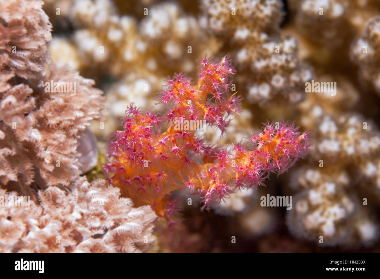 Soft coral detail (Dendronephthya hemprichi). Pink and orange variety ...