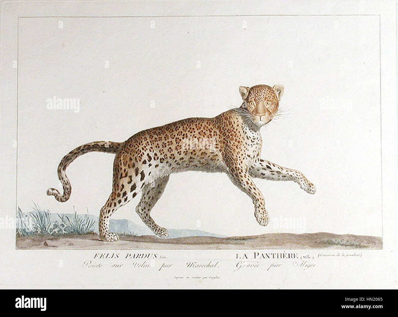 Miger's 'Felis Pardus' depicts the leopard in a naturalistic pose. The ...
