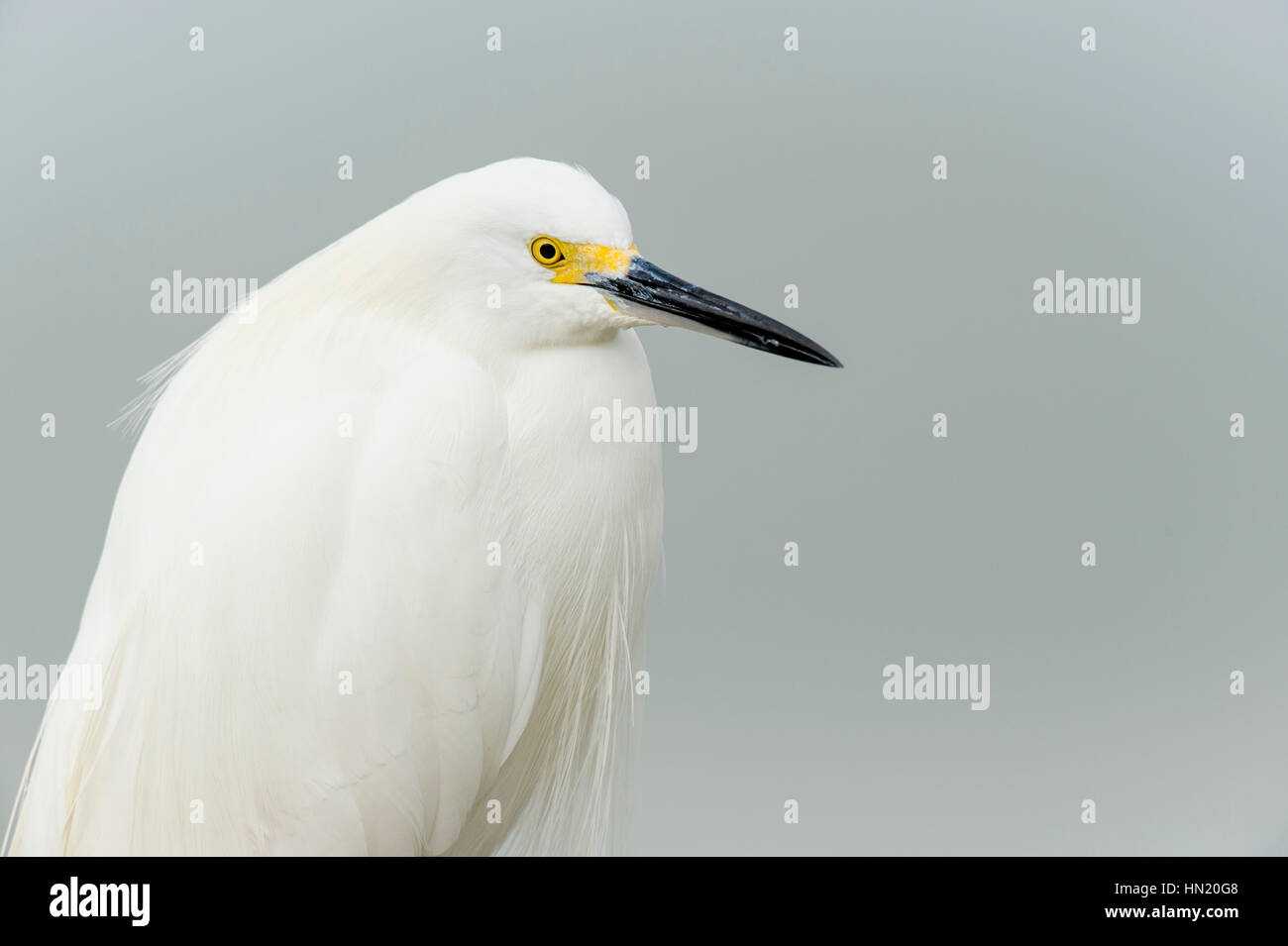 A close up portrait of a Snowy Egret in front of a smooth background in ...
