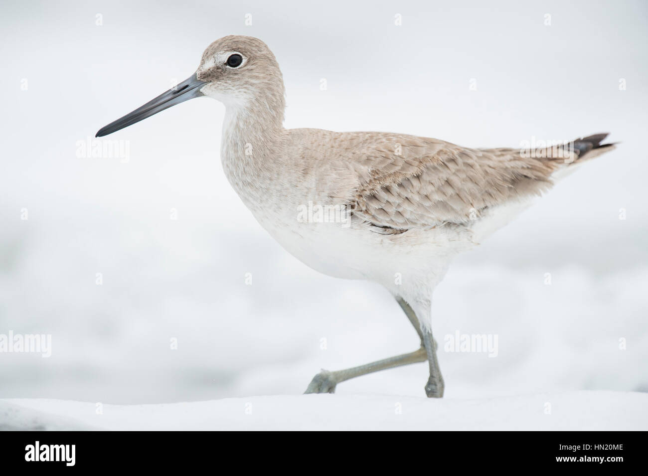 Willet on white hi-res stock photography and images - Alamy