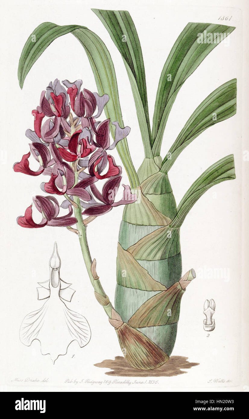 Mormodes hi-res stock photography and images - Alamy