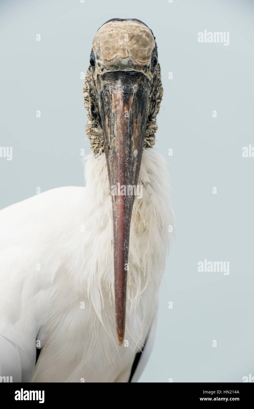 A Wood Stork facing head on with its large textured bill in soft ...