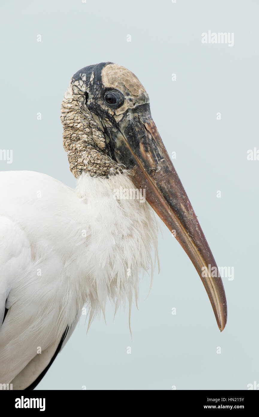 An ugly Wood Stork close up portrait with soft light showing off its ...