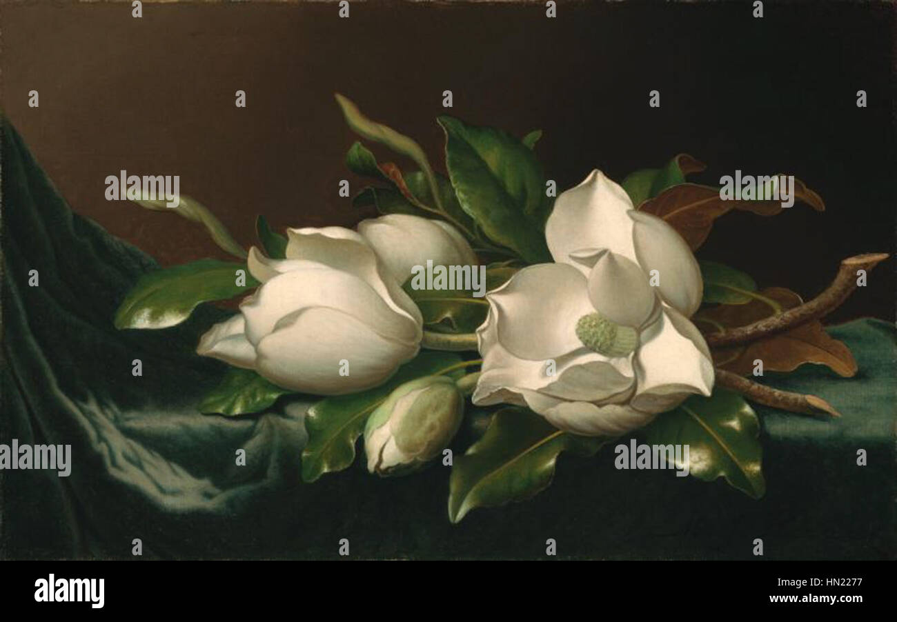 Martin Johnson Heade - Magnolias on Light Blue Velvet Cloth Stock Photo ...