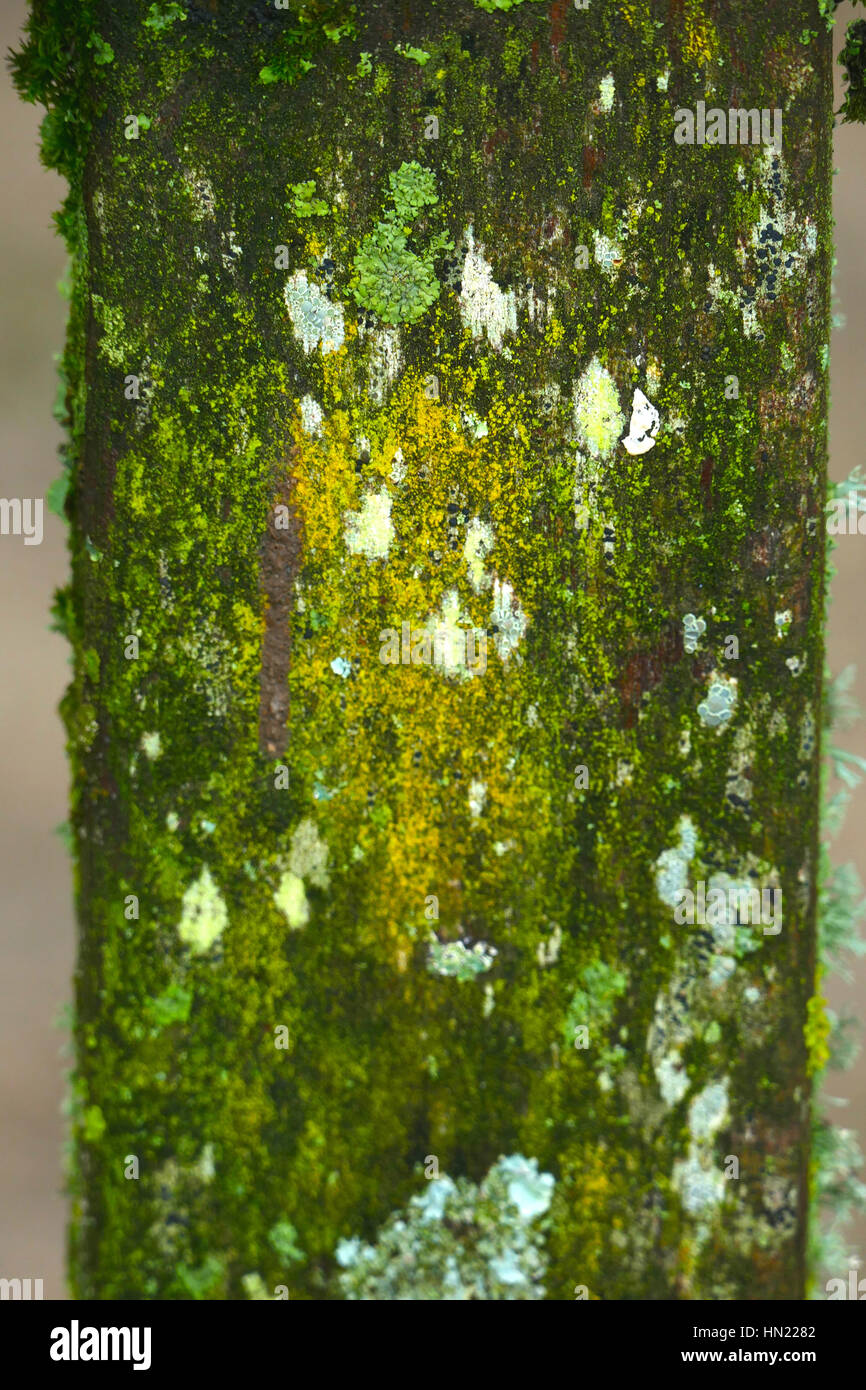 moss & algae Stock Photo - Alamy