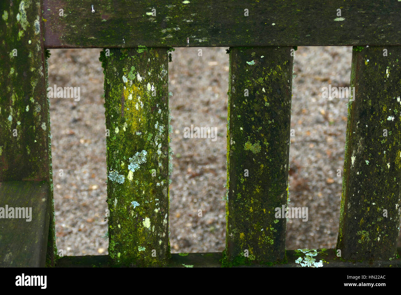 moss & algae Stock Photo - Alamy