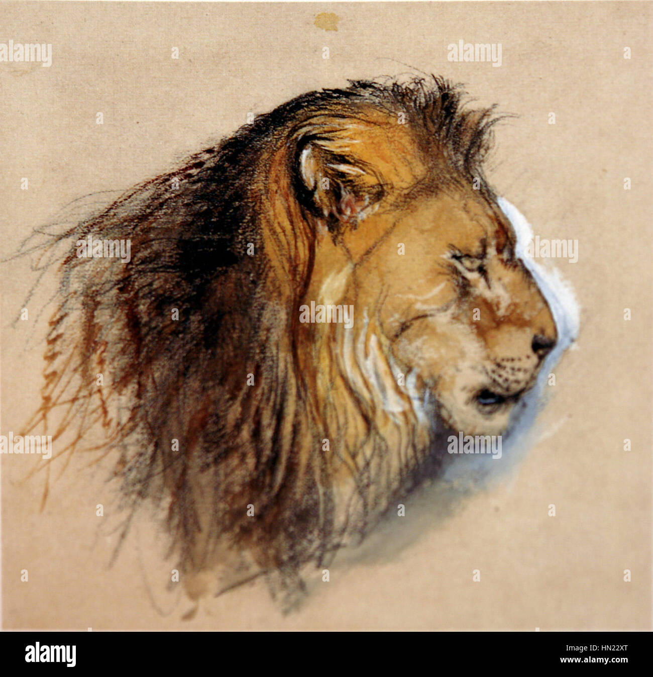 Lions profile hi-res stock photography and images - Alamy