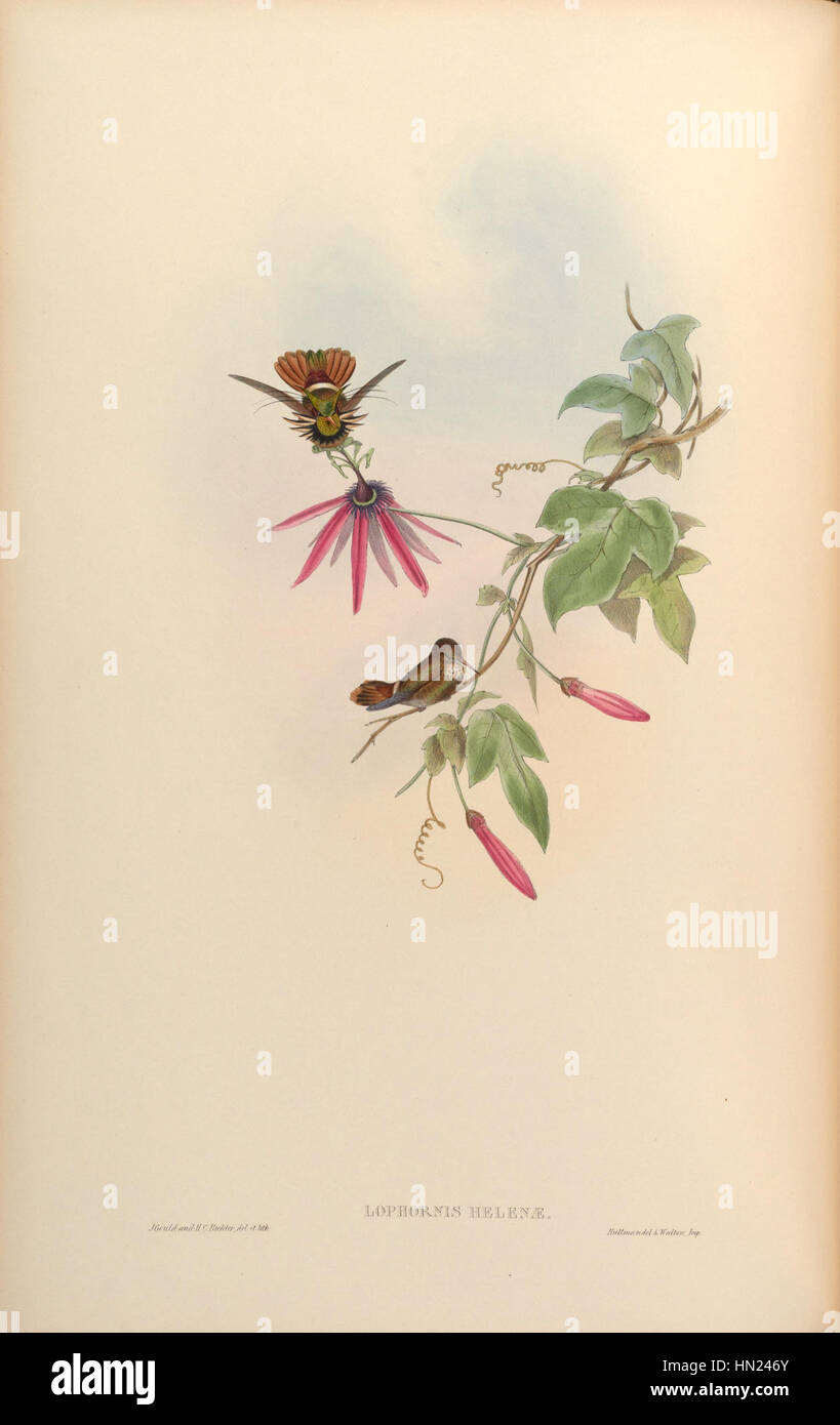 The *Monograph Trochi3Goul 0034* refers to a detailed artistic study or ...