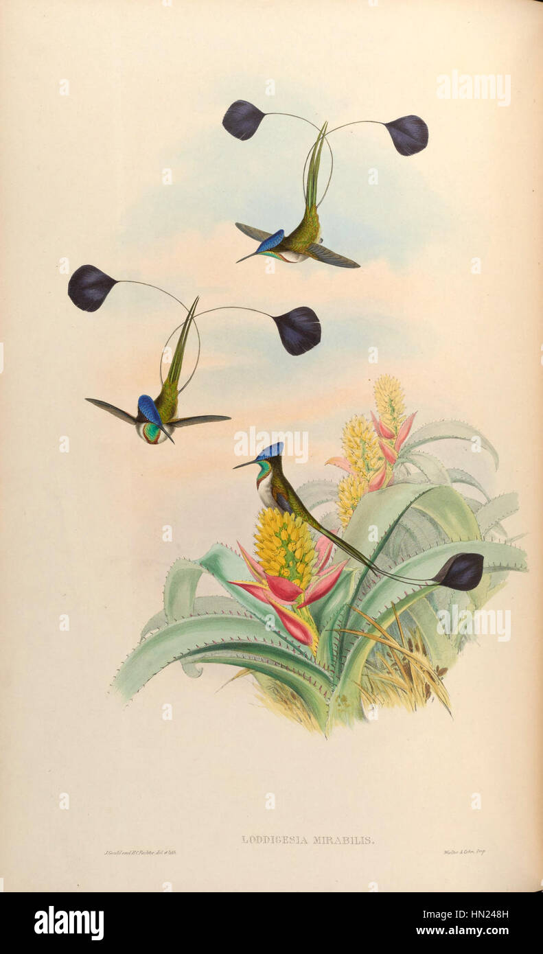 The 'Monograph Trochi' is an academic study or artistic work on the ...