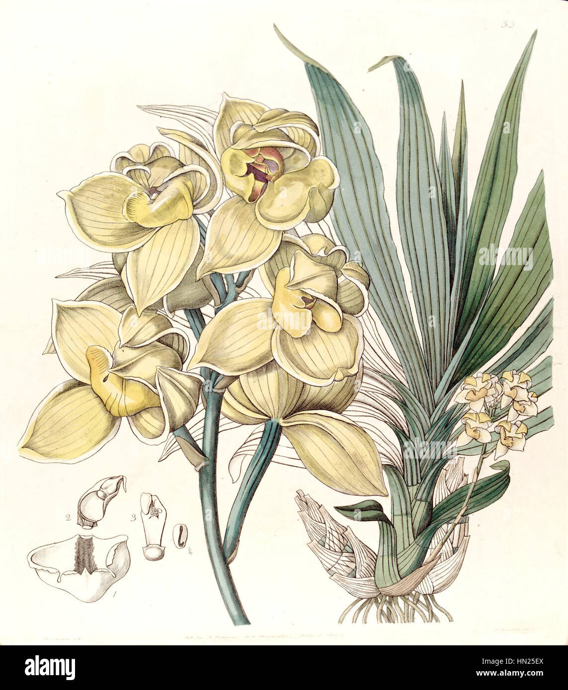 This botanical illustration from Edwards' 'Botanical Register' (1843 ...