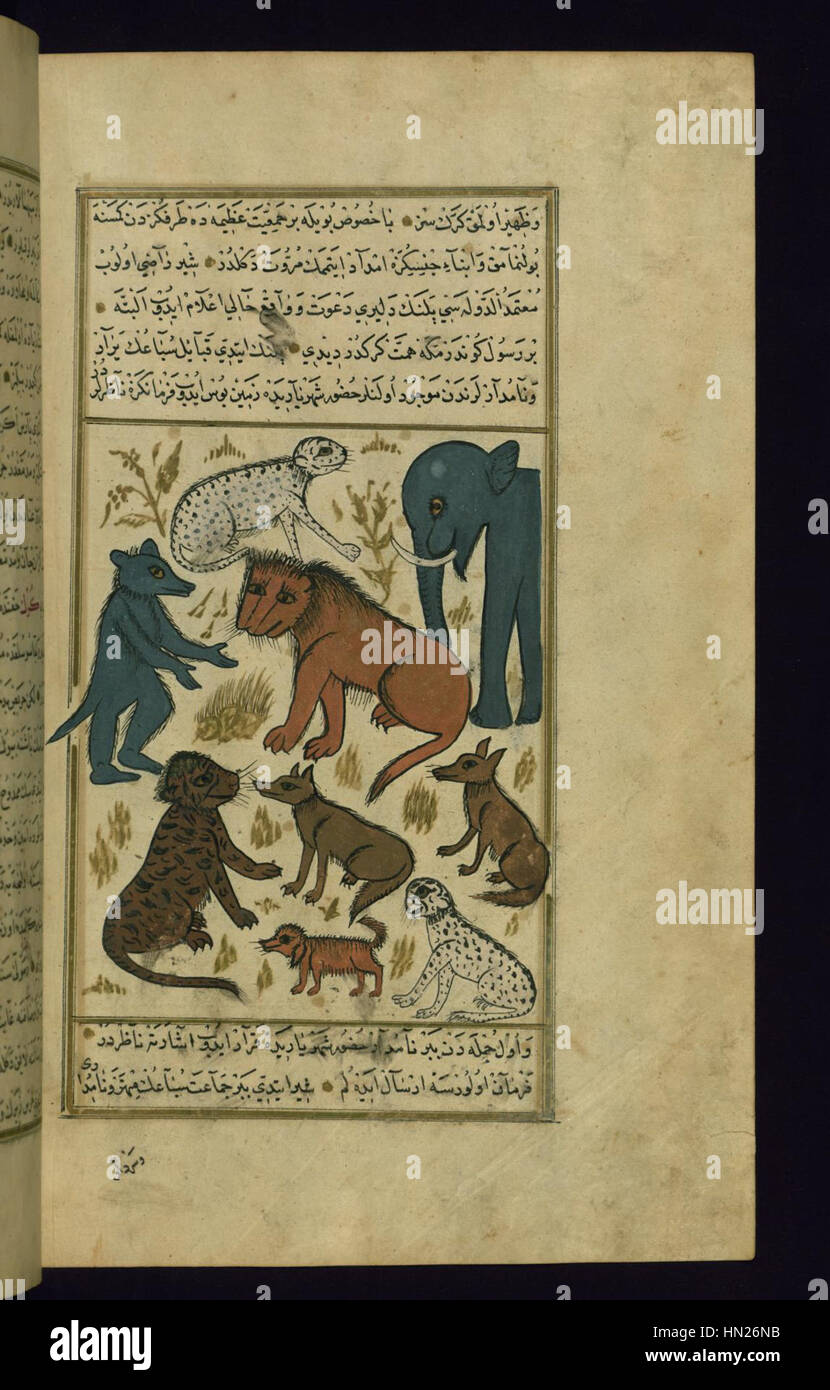 Lion king surrounded hi-res stock photography and images - Alamy