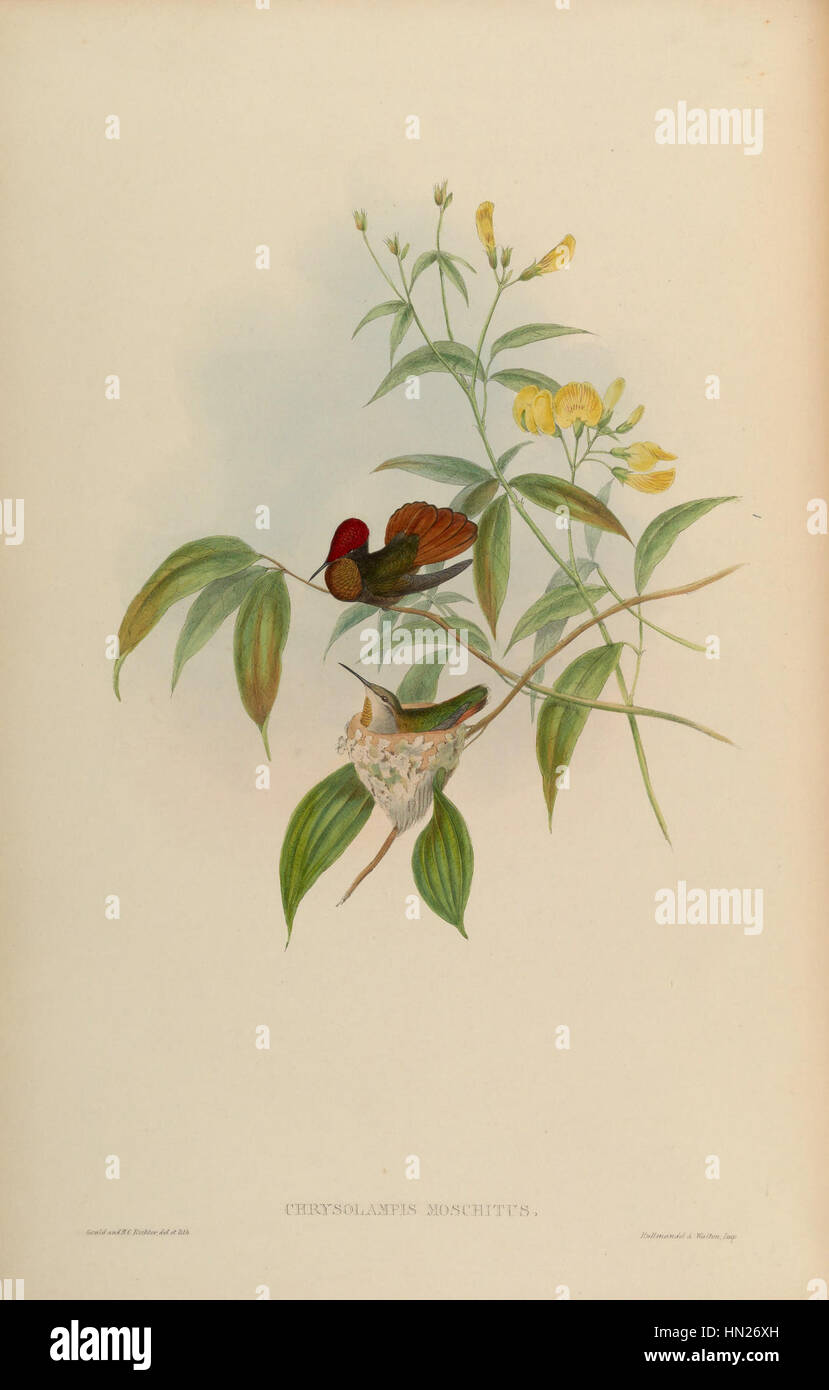 A detailed exploration of a work by Trochi, showcasing intricate ...