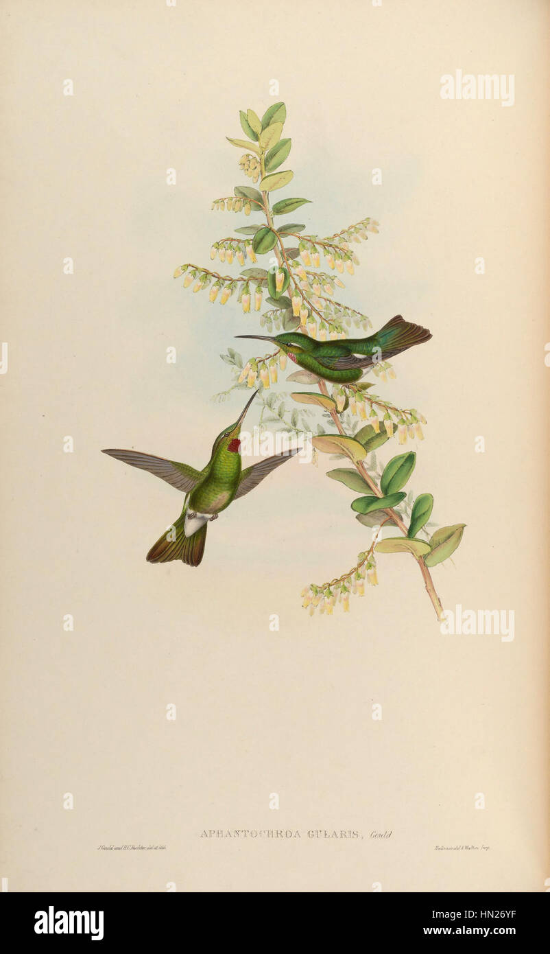 The 'Monograph Trochi2Goul 0066' is a detailed study of Trochi’s ...