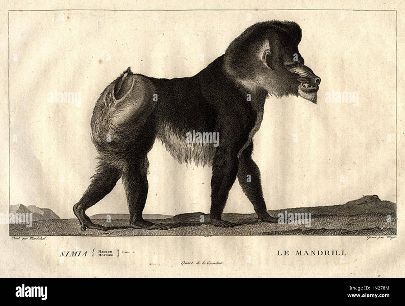 'Simia' by Miger is a detailed naturalistic painting of a monkey. The ...