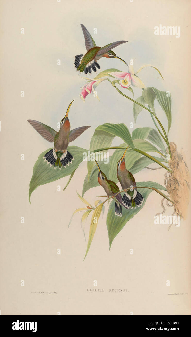 'MonographTrochi1Goul' is a detailed monograph that explores the ...