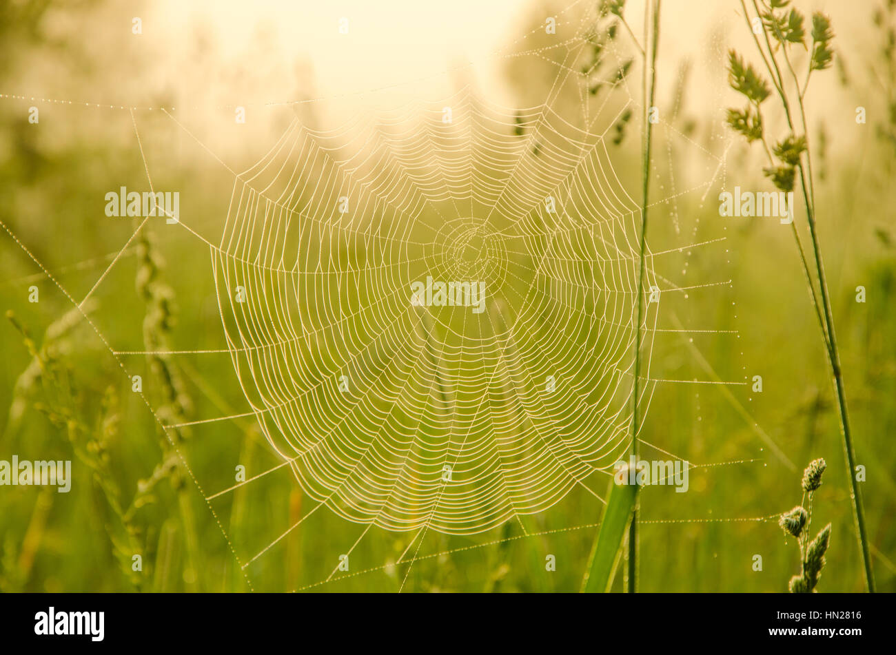 Wide Web plays in the wind. on a green lawn in the early foggy morning ...