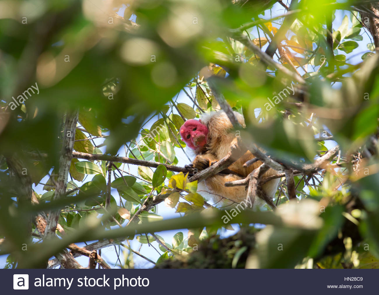 Uakari Monkey Stock Photos & Uakari Monkey Stock Images - Alamy