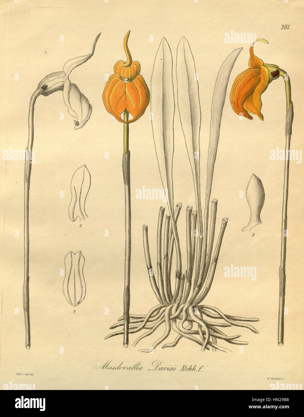 Xenia design hi-res stock photography and images - Alamy